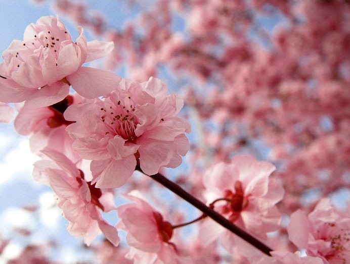Diversas Formas de Aproveitar a Florada das Cerejeiras » Asia comentada Diversas Formas de Aproveitar a Florada das Cerejeiras » Asia comentada