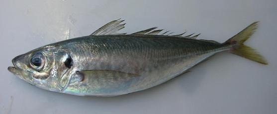 Sobre Envelhecer Com Sabedoria, Bem-Estar e Felicidade » Asia comentada