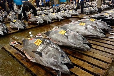 O Complexo Controle da Pesca do Atum Bluefin » Asia comentada